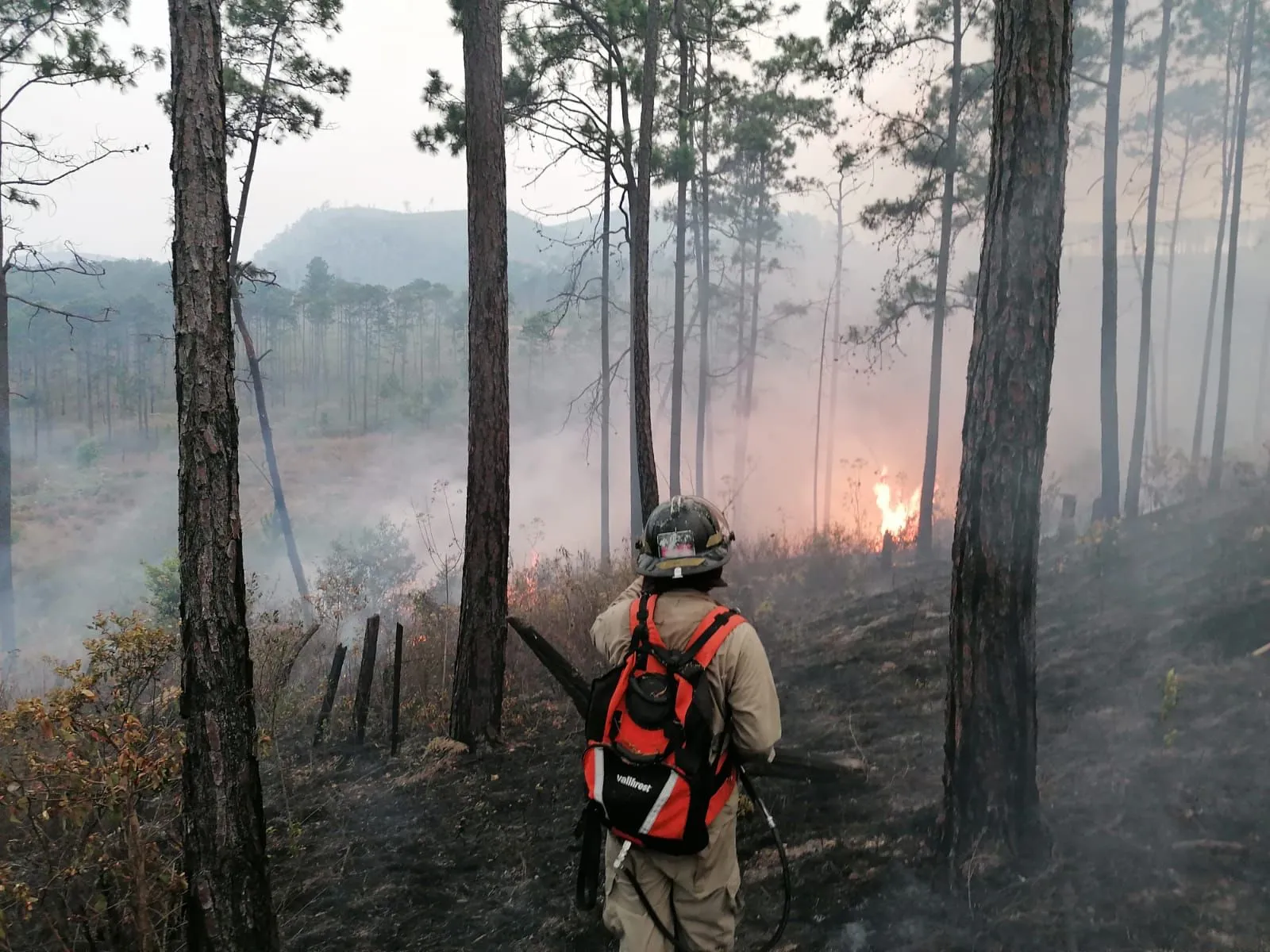 ICF revela que 200 mil hectáreas de bosque fueron afectadas