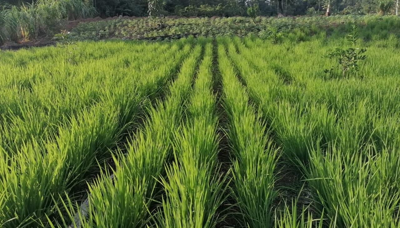 Agroindustria y productores fijan en L.545 precio del quintal de arroz ...